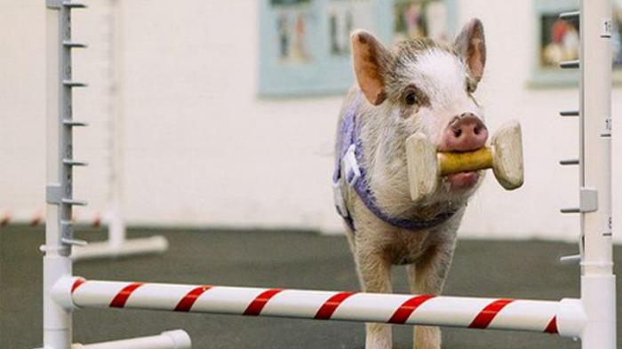 Aneh, Babi Ini Dilatih Menjadi Anjing oleh Majikannya - Tribun-medan.com