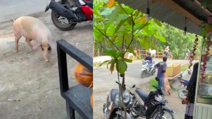 Seekor Babi Bikin Panik Warga Usai Lepas dari Boncengan Motor ...