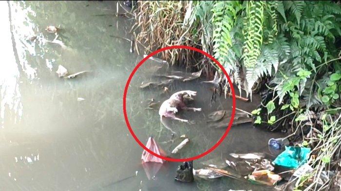 KEBIASAAN BURUK Oknum Peternak Babi, Sering Buang Bangkai ke Sungai ...