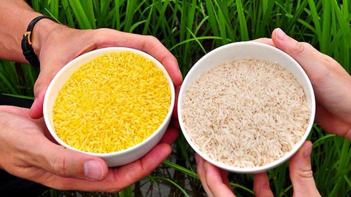Meski Ada Prokontra, Beras Emas (Golden Rice) Bakal Ditanam Masal, Ini ...