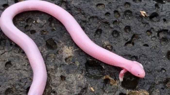 Makhluk Pink Ini Terlihat Seperti Cacing, Ular dan Kadal, Faktanya ...