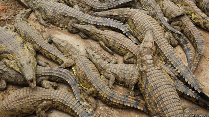 Ada 4 Buaya di Indonesia, Ini Jenis yang Paling Ganas, Menggigit Sejak ...