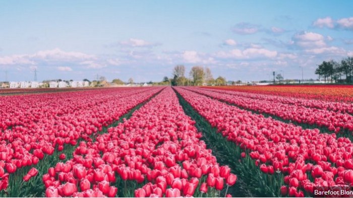 Indahnya Bunga Musim Panas di Seluruh Dunia, Nomor 8 Benar-benar Ajaib ...