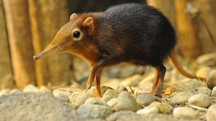 Celurut Gajah, Tikus Kecil yang Punya Hidung Mirip Belalai Hanya Ada di Afrika - Tribun-medan.com