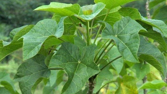 Kandungan Daun Jarak dan Manfaatnya Bagi Manusia - Tribun-medan.com