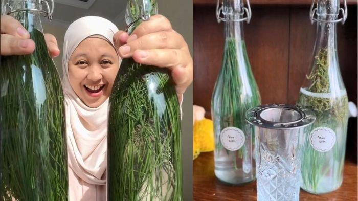 Daun Pinus Disulap jadi Minuman Soda, tak Kalah Nyegerin dari Merek ...