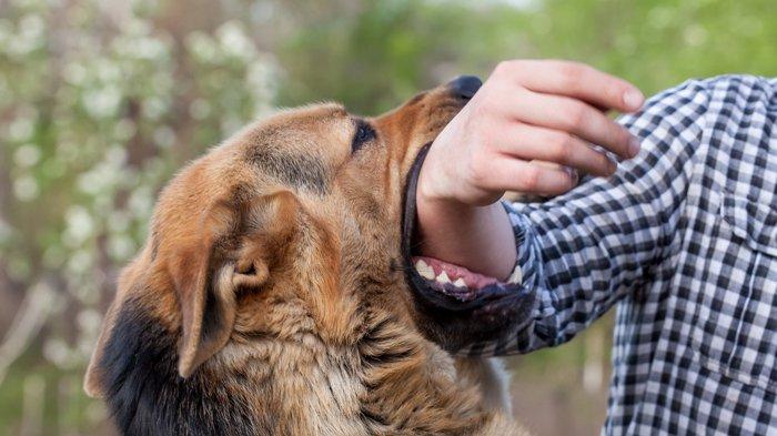 Digigit Anjing Tetangga, Nenek Ini Malah Kena Maki Pemiliknya, Kini ...
