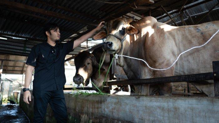 Dokter Asal Medan Ini Kurban Sapi Seberat 1,3 Ton, Sapi Terbesar Se ...