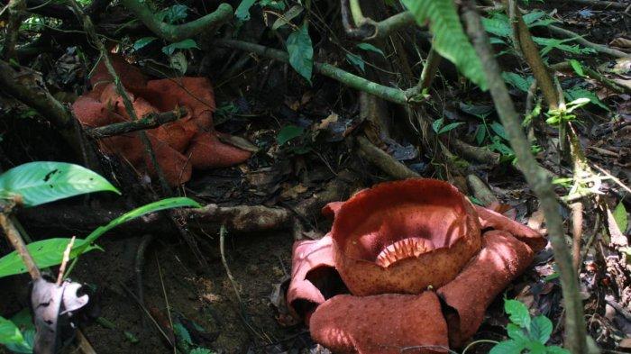 TRIBUN-MEDAN-WIKI: Menilik Keindahan Bunga Raflesia Mekar di Bukit ...