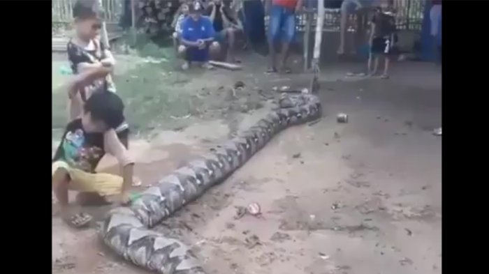 Detik-detik Kepala Ular Piton Raksasa Bergerak saat Dua Bocah Mendekat ...