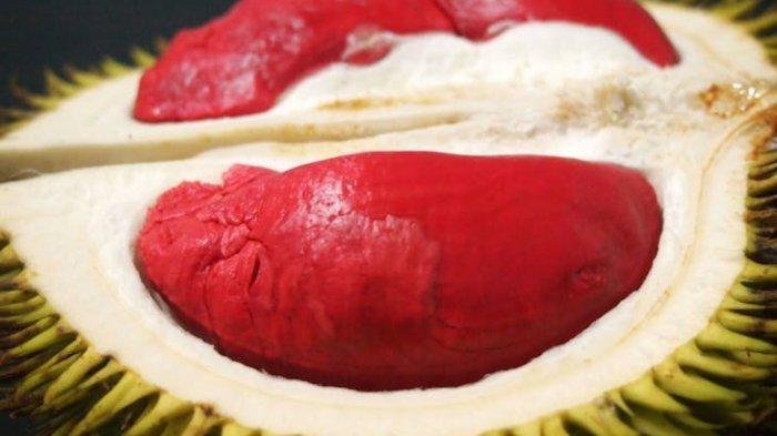5 Jenis Durian Asal Indonesia yang Unggul dan Disukai, Ada Berwarna Merah, Bagaimana Rasanya ...