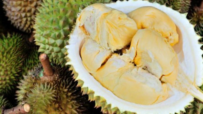 Mengenal 5 Jenis Buah Durian Khas Indonesia, Ada yang Warnanya seperti ...
