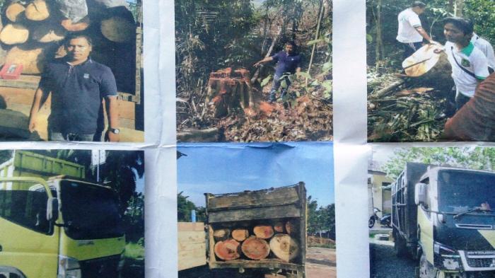 Polda Sumut Sita Puluhan Kayu Besar Diduga dari Hutan Lindung Labura - Tribun-medan.com