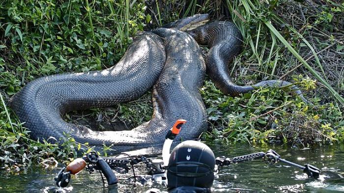 Kisah di Balik Fotografer Anaconda Raksasa yang Hebohkan Dunia Maya ...