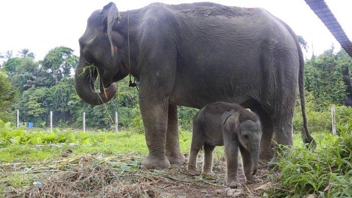 Gajah Sumatera Bertambah Lagi, Bayi Gajah Seberat 69 Kg Telah Lahir di ...
