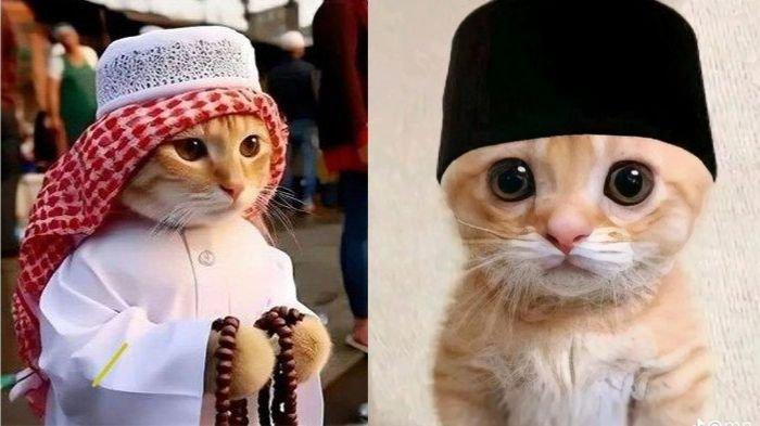 Viral di TikTok, Ini Link Download Gambar PP Kucing Ramadhan - Tribun ...