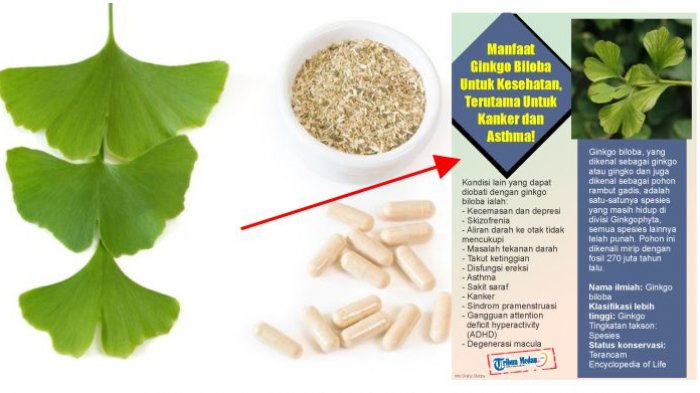 Manfaat Ginkgo Biloba Untuk Kesehatan, Terutama Untuk Kanker dan Asma ...