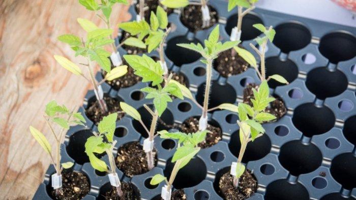 Teknik Grafting, Cara Mudah Memperbaiki Kualitas Tanaman - Halaman all ...