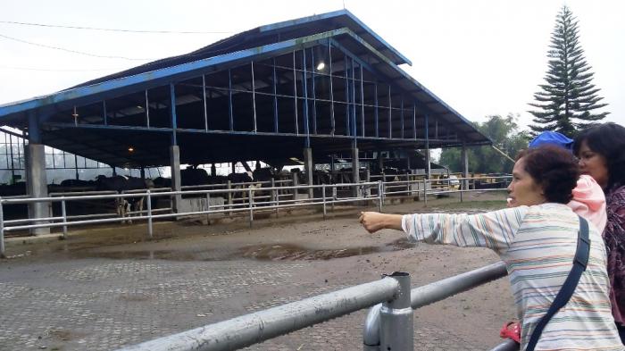 Jalan-Jalan ke Peternakan Sapi Gundaling Farm - Tribun-medan.com