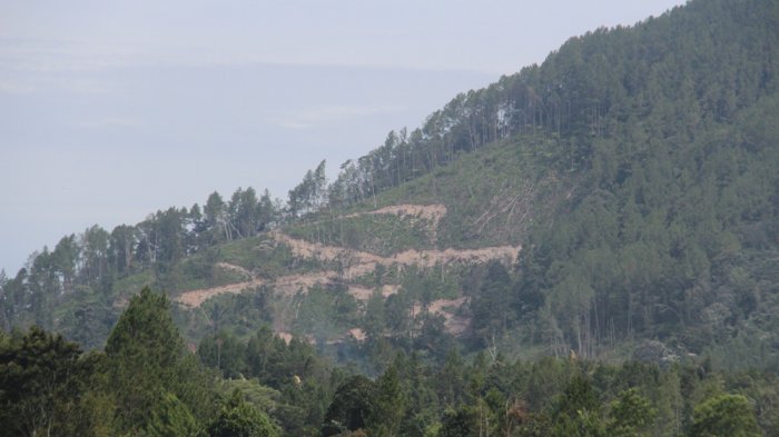 Hutan Pinus Dolok Imun Gundul, Warga Kehilangan Sumber Penghidupan ...