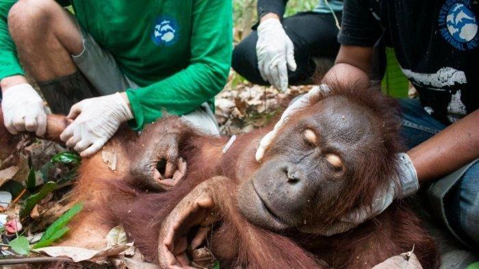 Pusat Rehabilitasi Orangutan di Kalimantan Terancam Pembalakan Liar dan Api Kebakaran Hutan ...