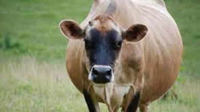 Apa Itu Penyakit Kembung Atau Bloat pada Ternak, Berikut Ciri dan Cara ...