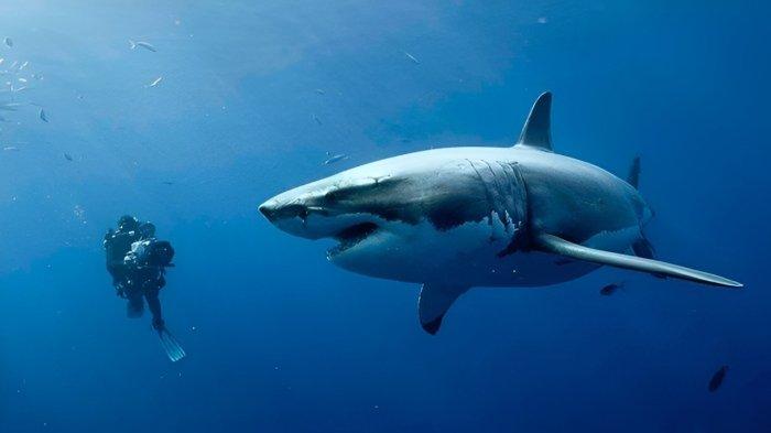 Kenali Hiu Macan, Ikan Agresif yang Telah Wisatawan Amerika Serikat di ...