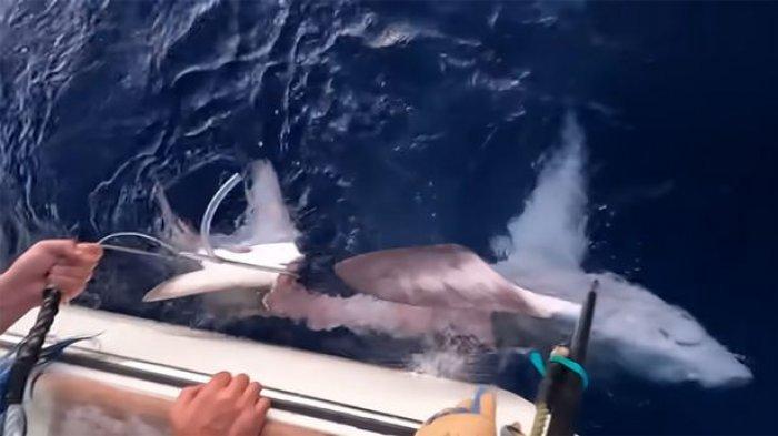 Pemancing Terkejut Hiu Hasil Pancingannya Dimakan Hewan Lebih Besar ...