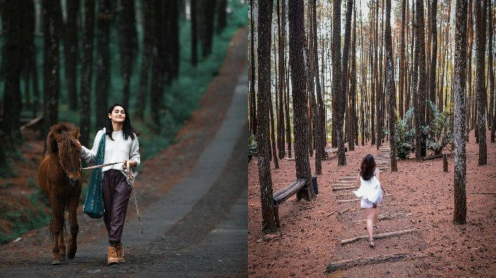 5 Objek Wisata Hutan Pinus Paling Cantik yang Ada di Indonesia, Kamu ...