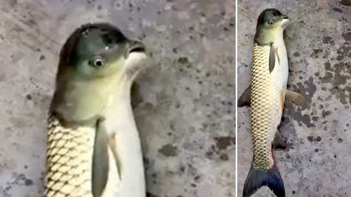 Penemuan Ikan Aneh, Bentuk Kepala Mirip Burung dan Mulut Seperti ...