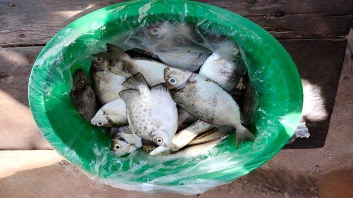 Mengenal Ikan Dingkis yang Diburu saat Imlek, Harganya Bisa Mencapai ...