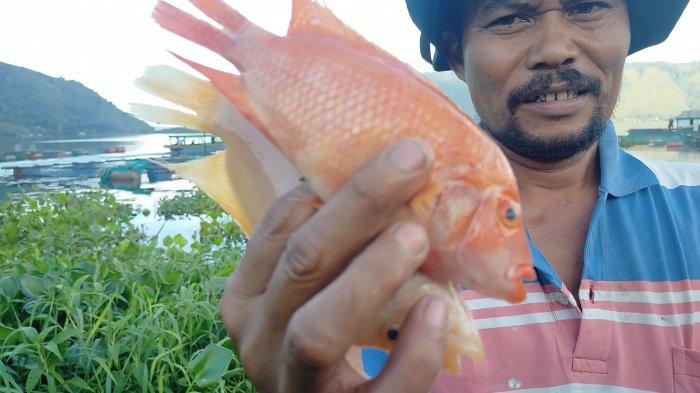 IKAN IBLIS MERAH Juga Menyerang Perairan di Humbahas, Lobster Mulai ...