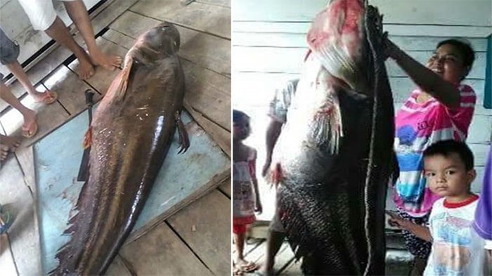 Ikan Monster Seberat 42 KG di Kalimantan Serang Tiga Pelajar SMP ...