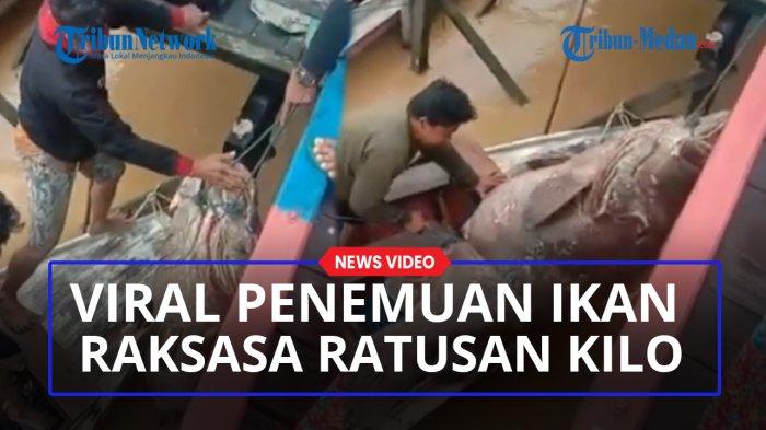 Video Viral Penemuan Ikan Raksasa, Warga Sekampung Sampai Kesulitan ...