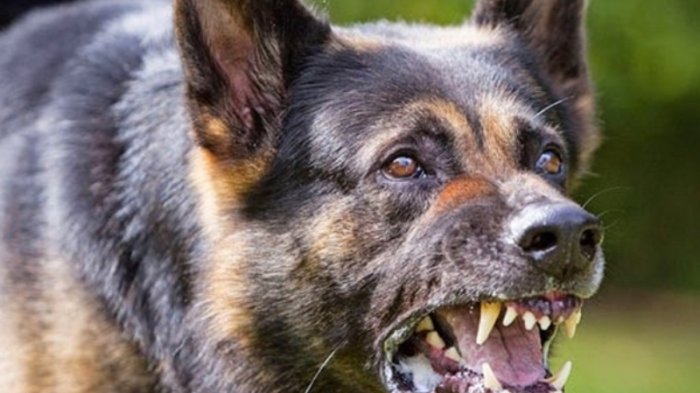 Tips Penanganan Pertama Digigit Anjing Rabies - Tribun-medan.com