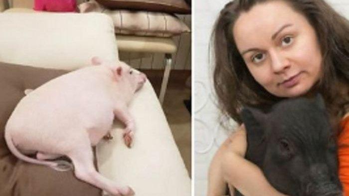 Wanita ini Pelihara 10 Babi di Apartemannya, Tetangganya Protes hingga ...