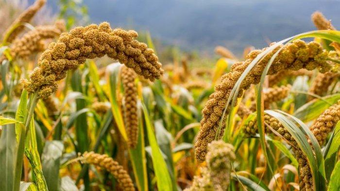 Mengenal Jewawut, Makanan yang Disebut Bisa Gantikan Beras, Begini Cara ...