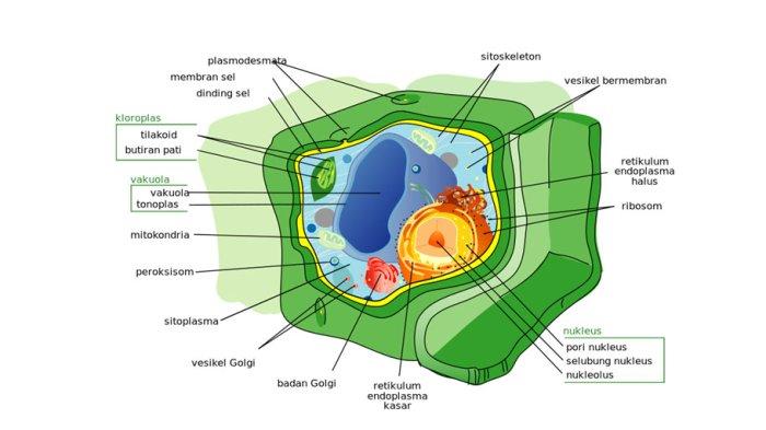 Materi Belajar IPA Kelas 7: Karakteristik dan Tipe Sel Tumbuhan ...