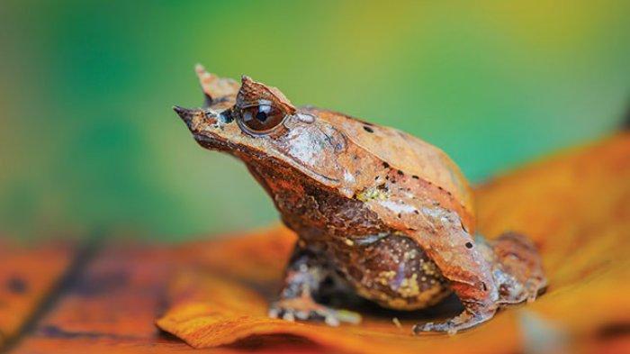 Katak Bertanduk, Bukti Fauna Indonesia Begitu Kaya - Tribun-medan.com