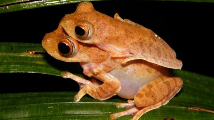 Katak Indonesiensis, Simbol Kebangkitan Nasional Indonesia - Tribun ...