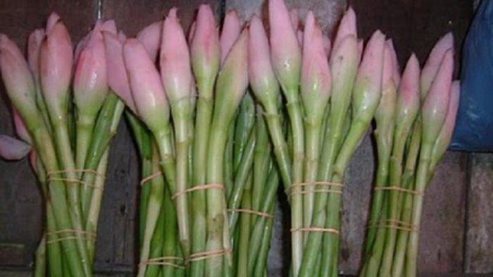 Manfaat Kecombrang Bagi Kesehatan dan Kehidupan - Tribun-medan.com