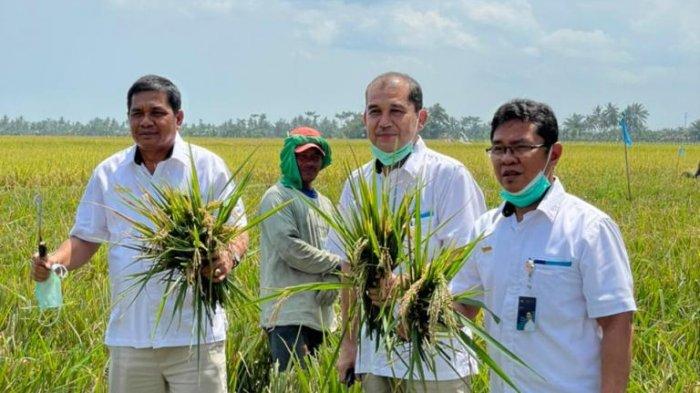 Bulog Sumut Pastikan Tak Perlu Beras Impor Beras Hingga Akhir Tahun, Ada Cadangan 10 Ribu Ton ...