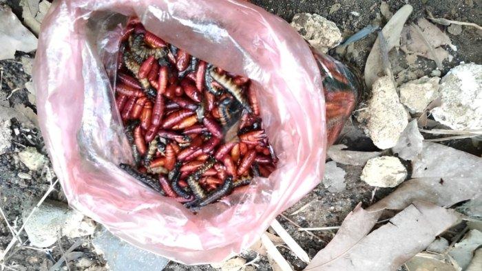 Ulat Jati Gunungkidul Bertebaran Bikin Merinding, Berbahaya atau Tidak? Ternyata Dijual dan ...