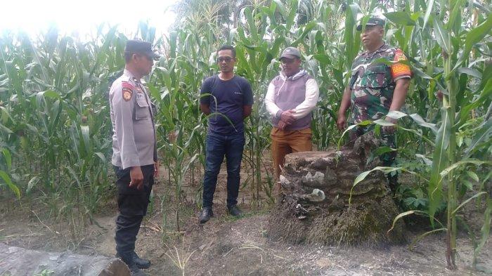 Polsek Bosar Maligas Dukung Ketahanan Pangan di Simalungun, Wujudkan ...