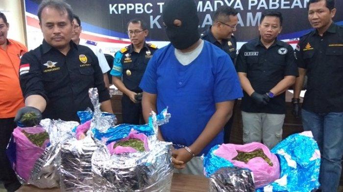 Daun Khat kembali Diselundupkan ke Sumut, Permintaan Meningkat atau ...