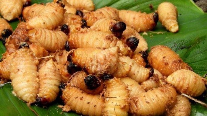 Kidu-Kidu, Kuliner Karo Yang Berasal Dari Ulat Enau, Begini Cara Mudah ...