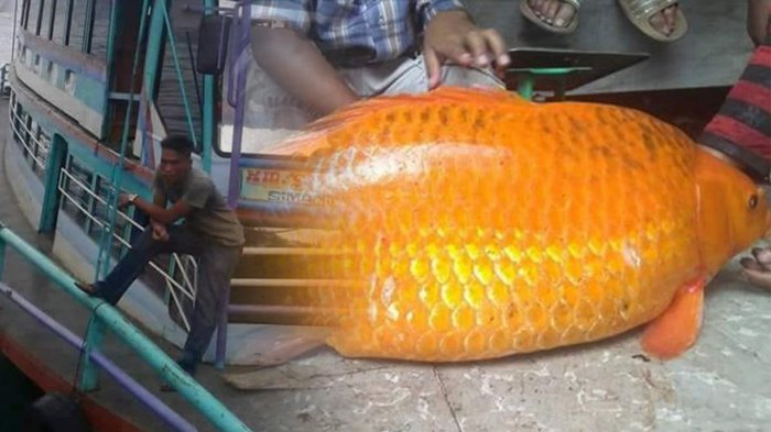 Heboh Penangkapan Ikan Mas Raksasa Sebelum Tragedi Maut KM Sinar Bangun ...