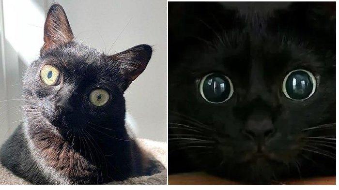 Termasuk Bisa Berubah Warna, 7 Fakta Kucing Hitam, Ternyata Bisa Juga ...