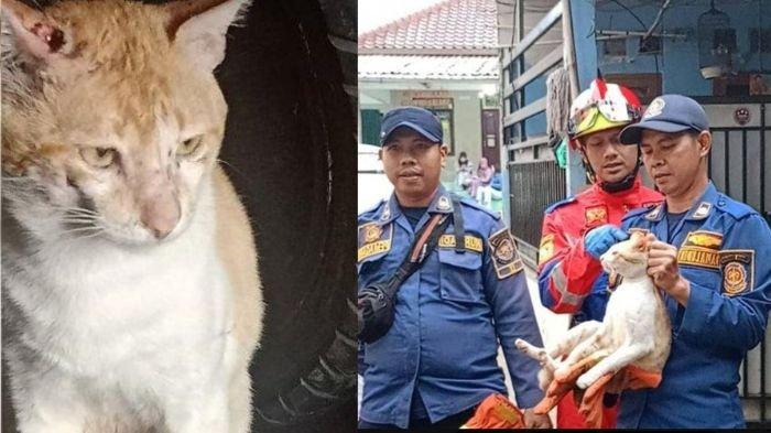 VIRAL Kucing Oyen, 'Preman Cibinong' yang Banyak Makan Korban Pasrah ...