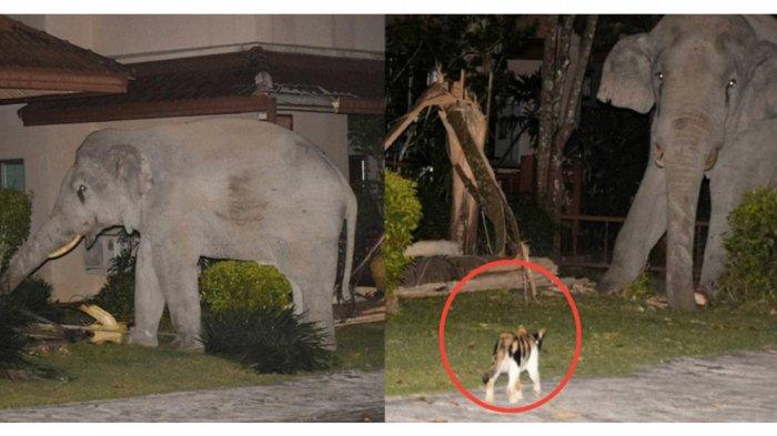Kucing Rumahan Usir Gajah Liar 4 Ton yang Menerobos Halaman Rumah ...